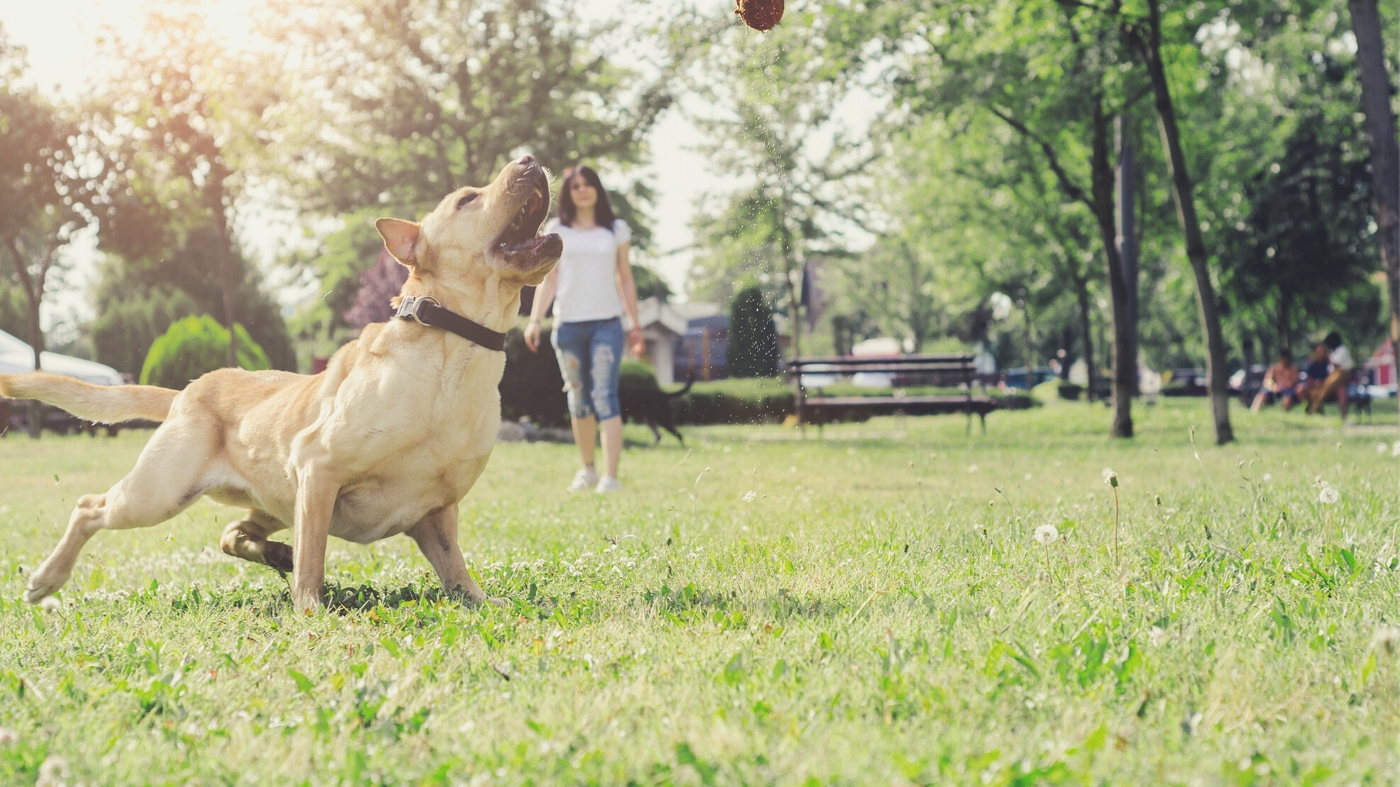 My Dog Is Obsessed With Balls, Heres What To Do! | AwokenK9