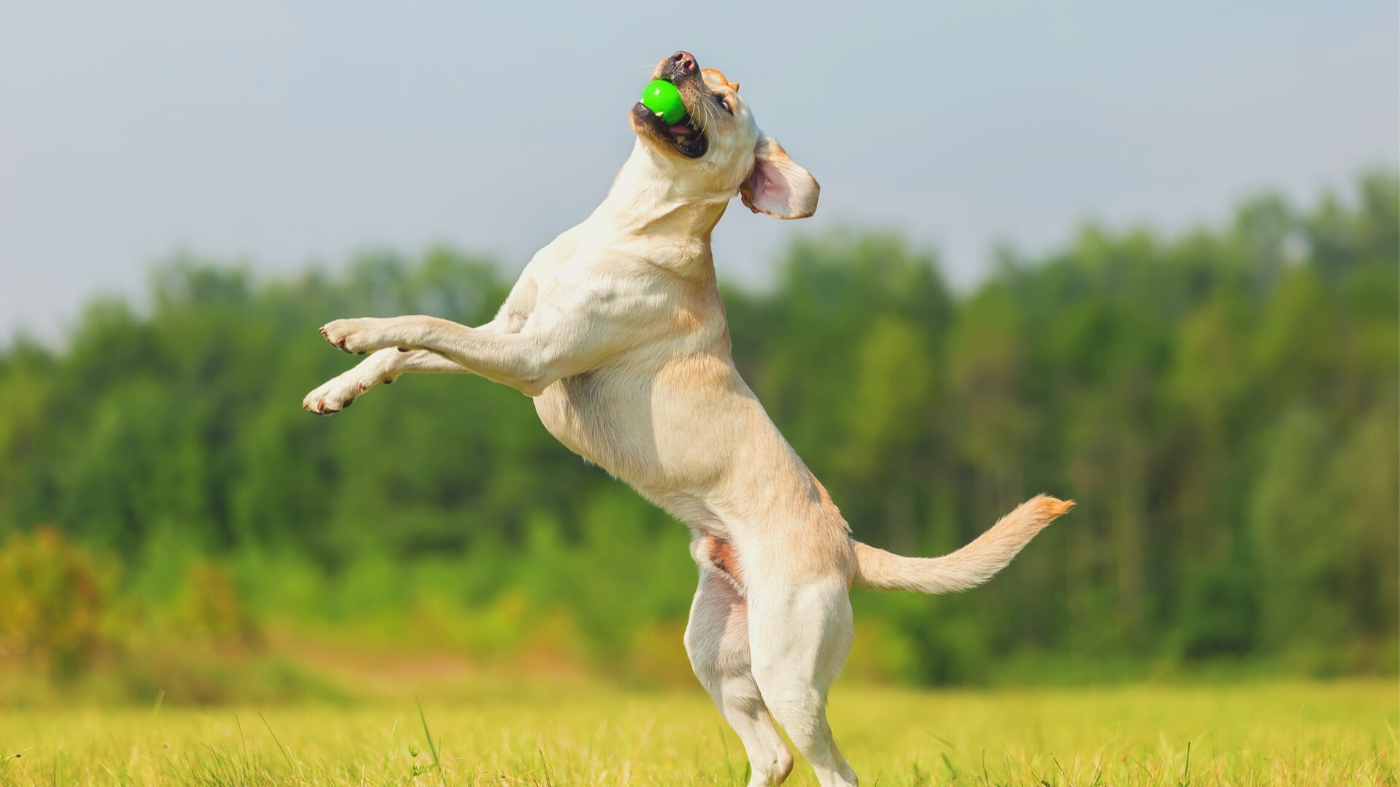 My Dog Is Obsessed With Balls, Heres What To Do! | AwokenK9