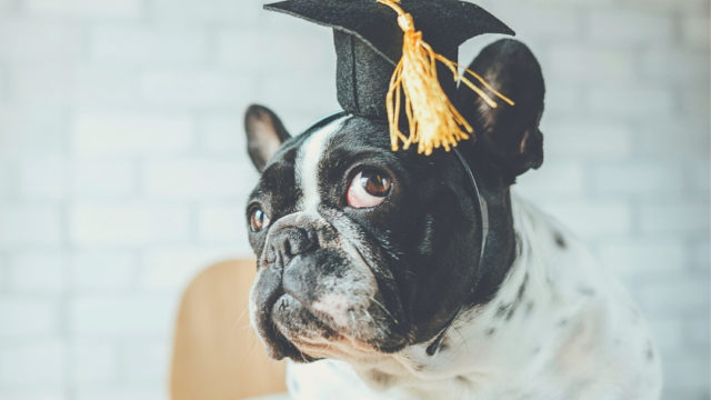 Behavior Modification In Dogs 3 Step Process|AwokenK9.com