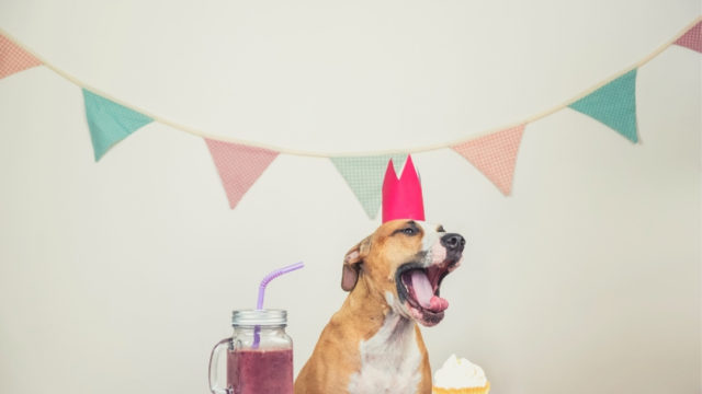 8 Important Dog Body Language Positions And What They Mean!