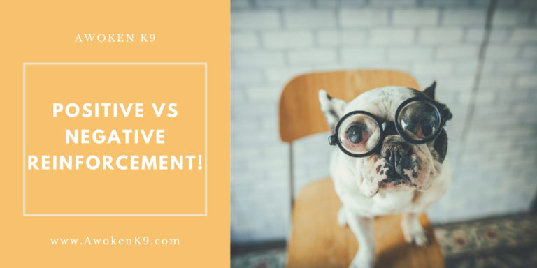 Dog Training Positive Vs Negative Reinforcement The Facts!