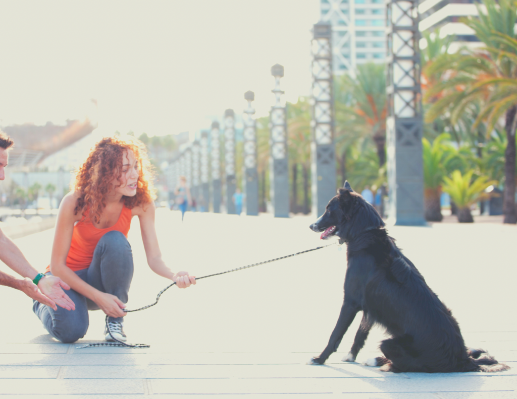 7 Effective Ways For Training A Stubborn Dog | Awoken K9