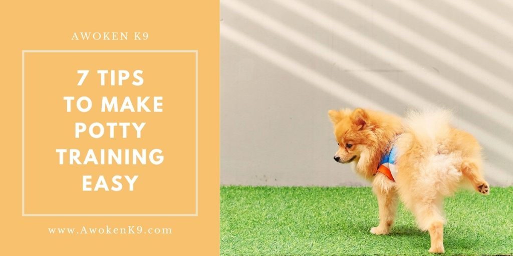 7 Easy Tips For Dog Potty Training | Dog Training 101
