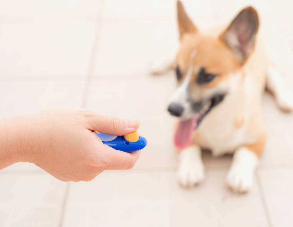 How To Use The Clicker For Dog Training Made Easy | Tampa Fl