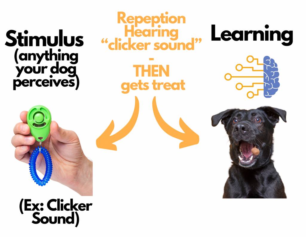Classical Conditioning In Dog Training Made Easy