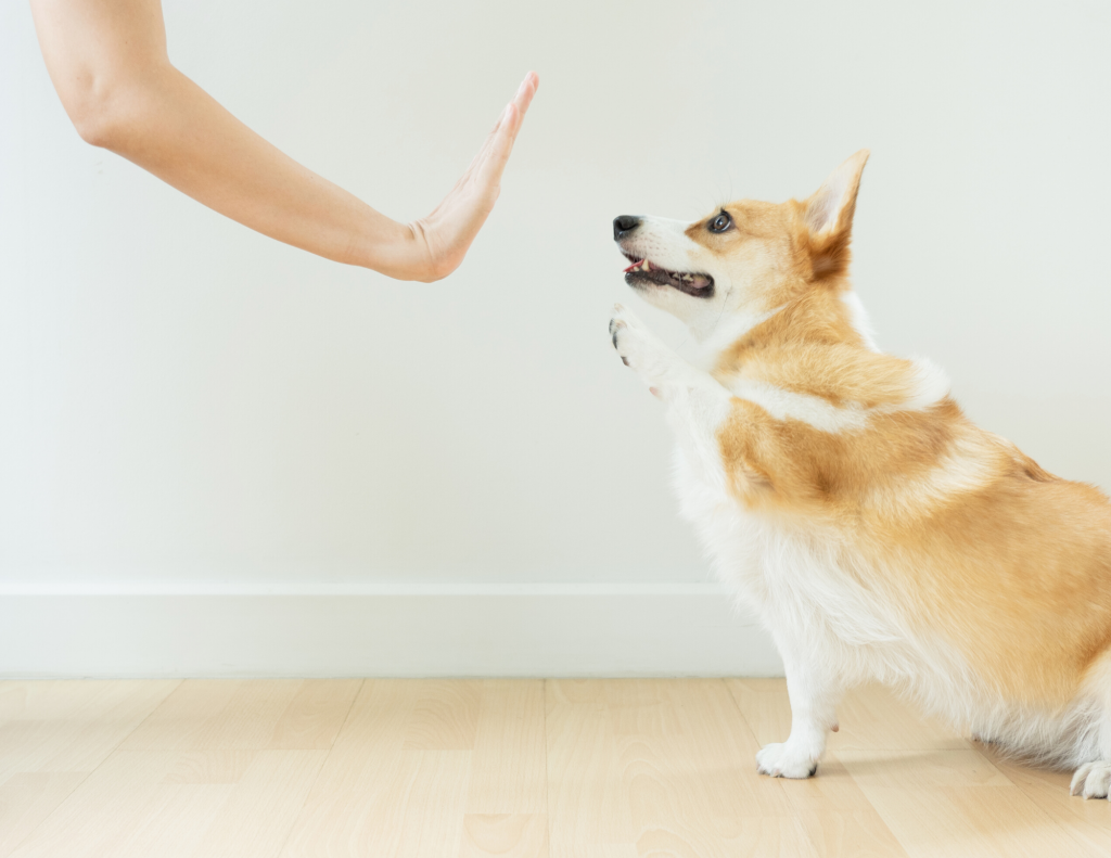 Classical Conditioning In Dog Training Made Easy